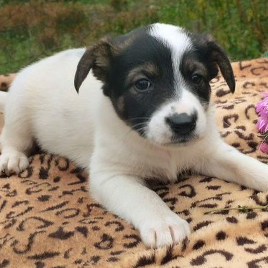 Щенок в добрые руки