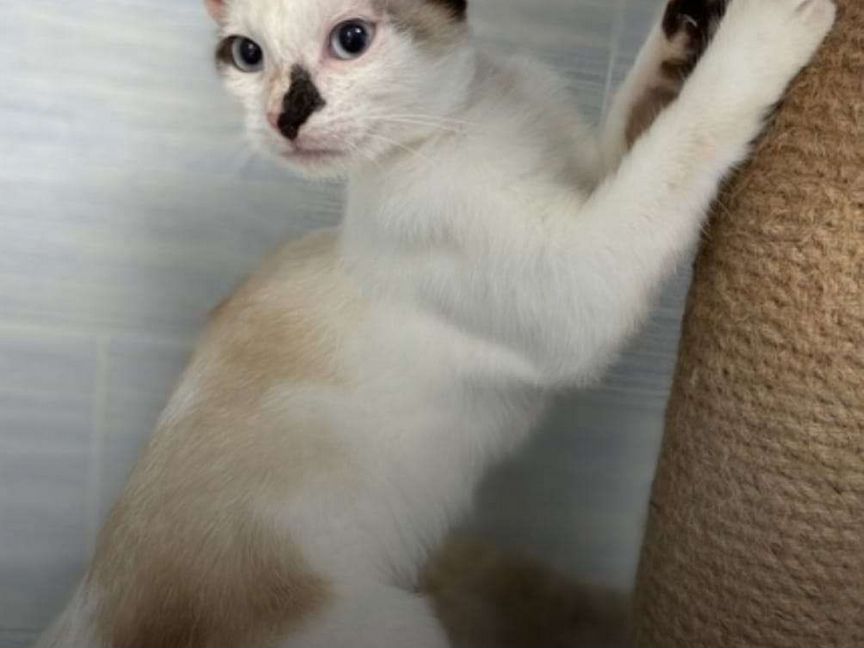 Котенок Клякса