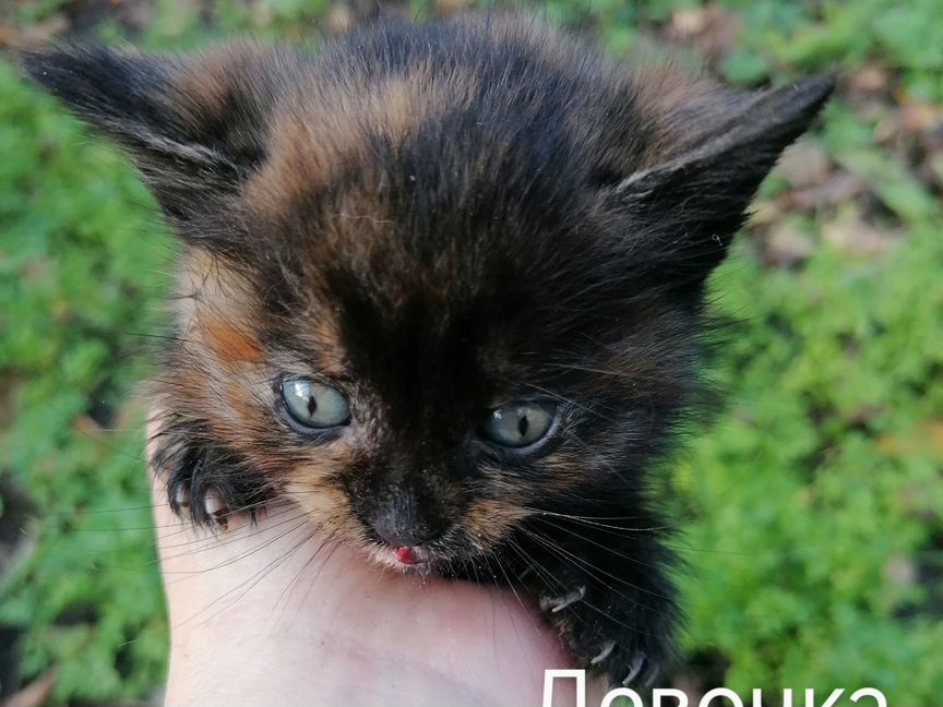 Малышки ищут дом