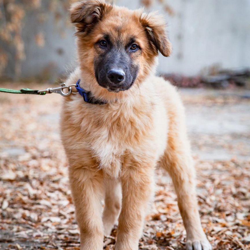 Щенки в заботливые руки