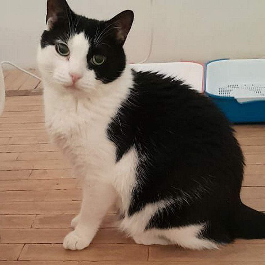 Котик Маркиз.3 года