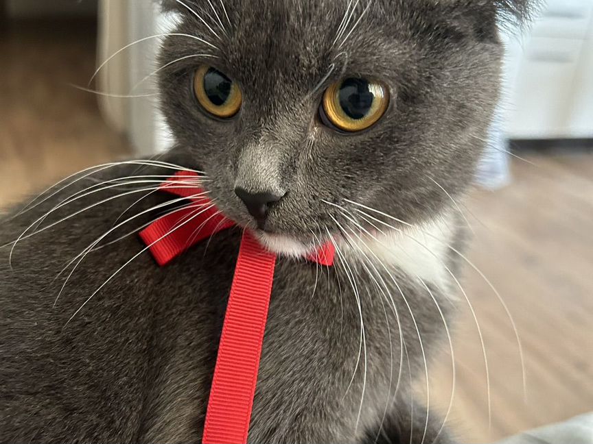 Кошка британка