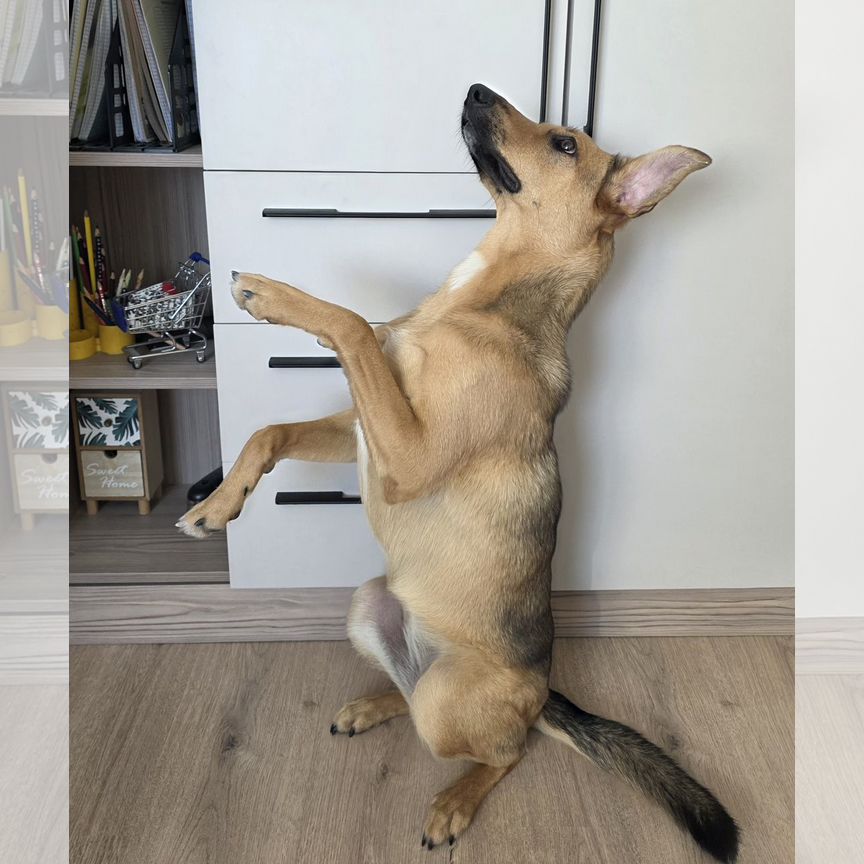 Щенок в добрые руки