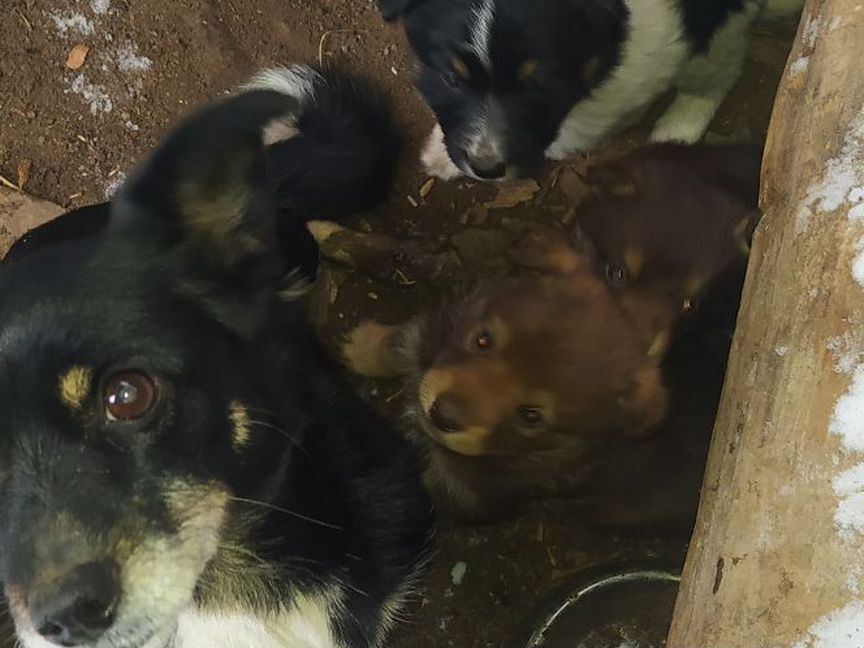 Отдам в добрые руки, щенята от небольшой собачки