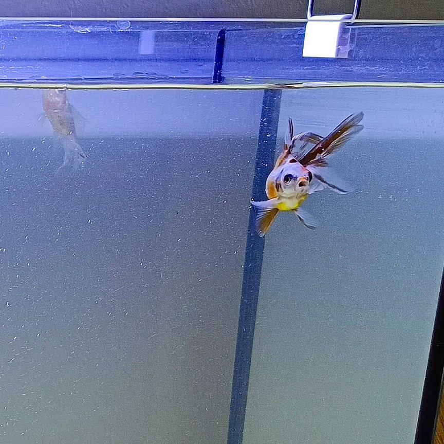 Золотая рыбка вуалехвост