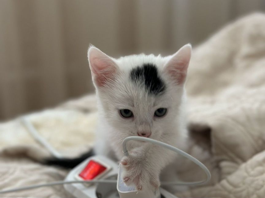 Комочек счастья в добрые руки