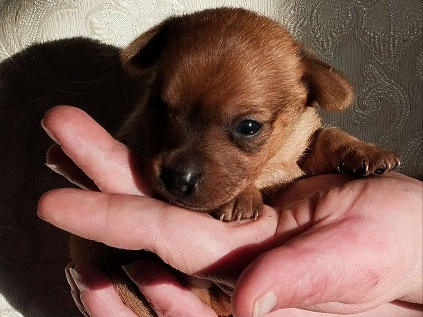 Той-терьер щенки