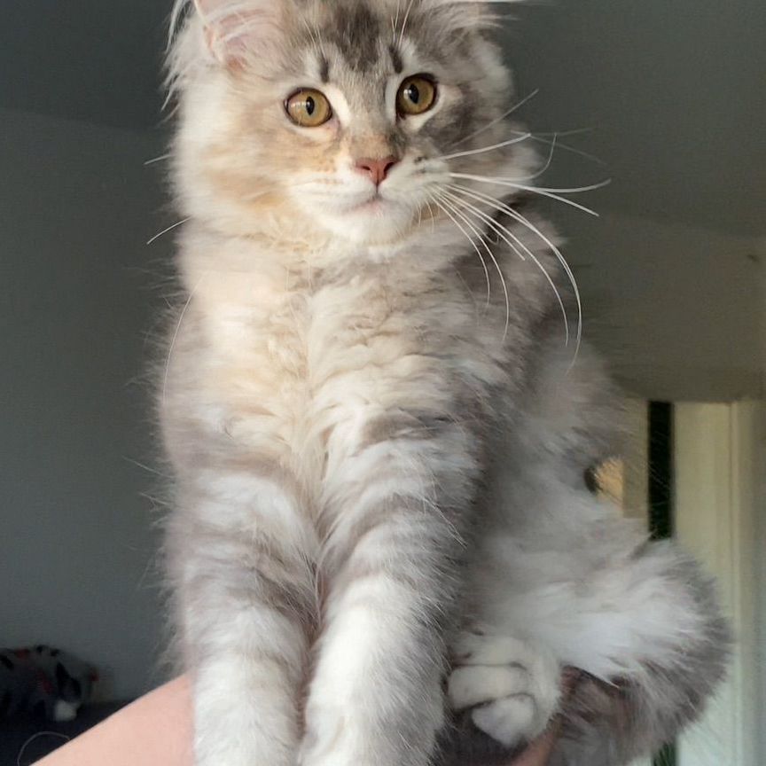 Котенок мейн кун