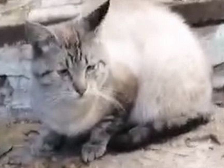Пристраивается котик