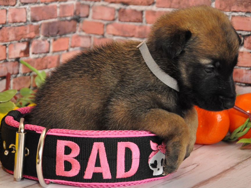 Бельгийская овчарка малинуа девочки