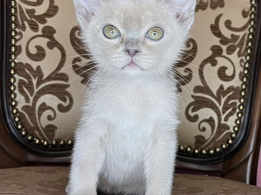 Бурма. Котята Европейской бурмы