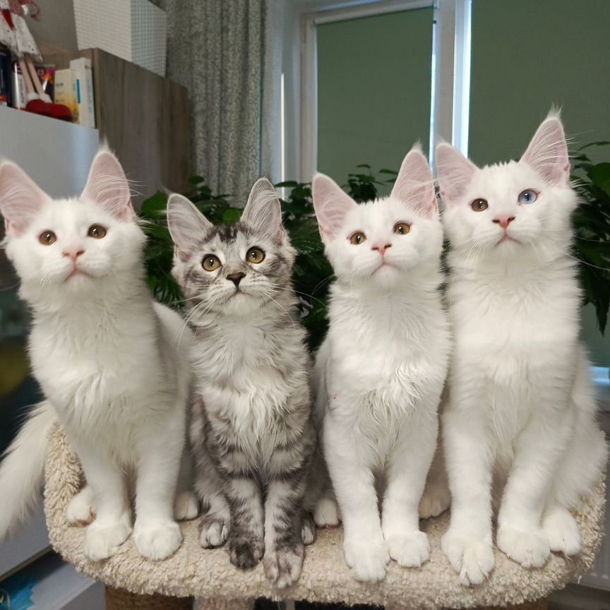Котята мейн-кун