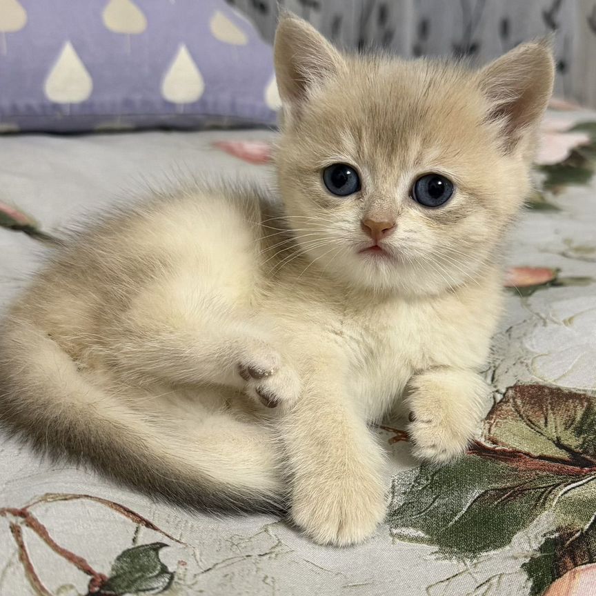 Британский короткошёрстный котёнок