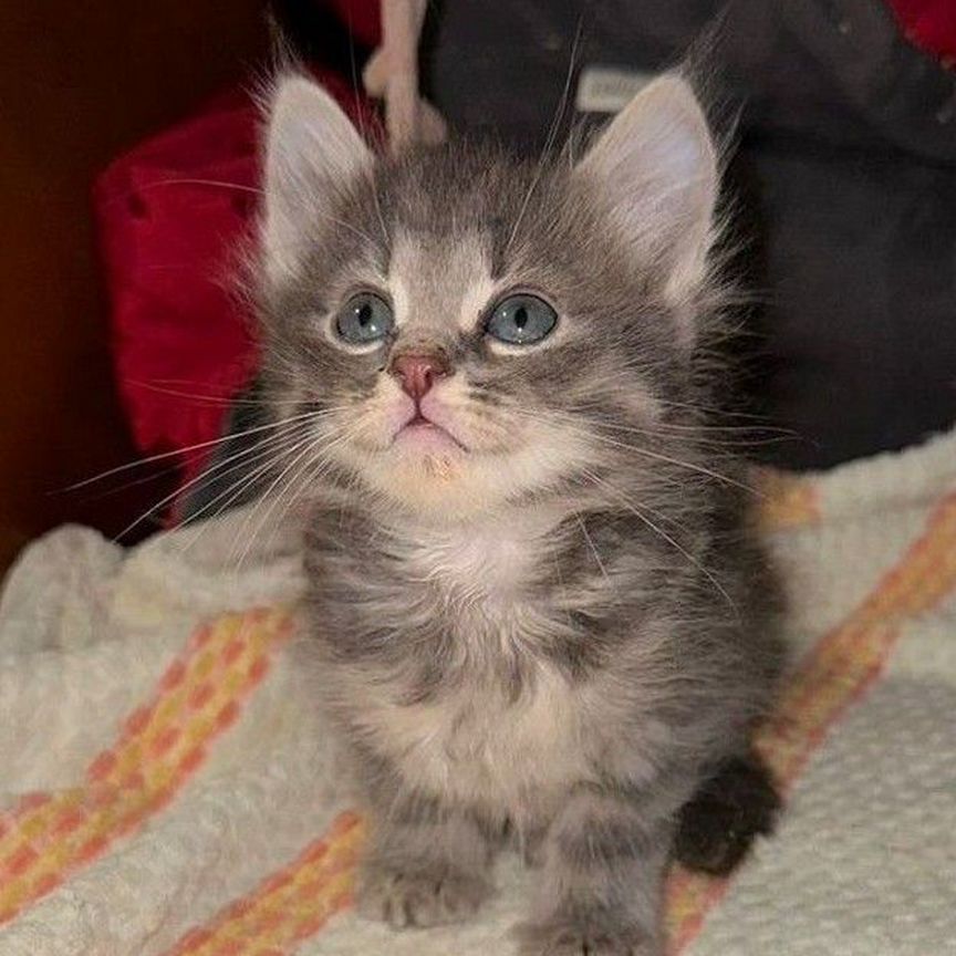 Серый котёнок мальчик (1 мес)
