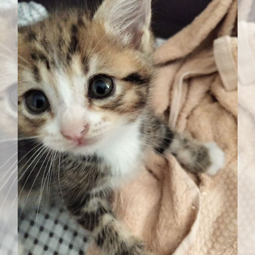 Котенок