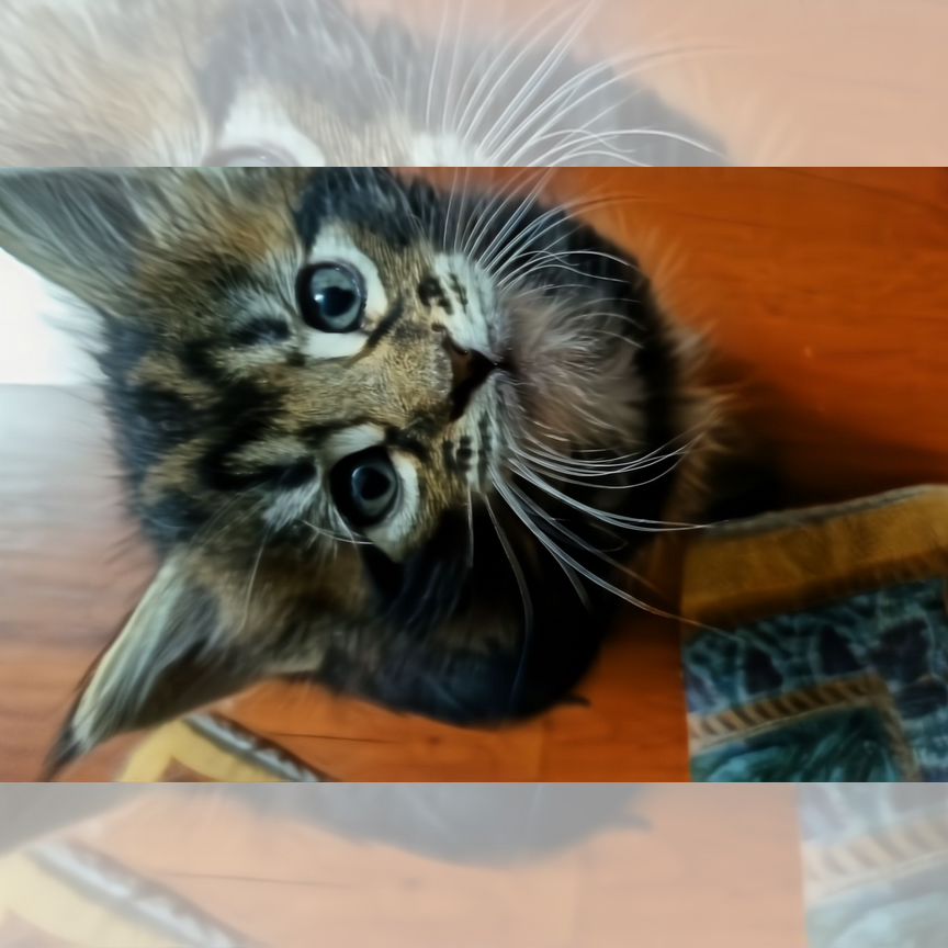 Мейн-кун котёнок