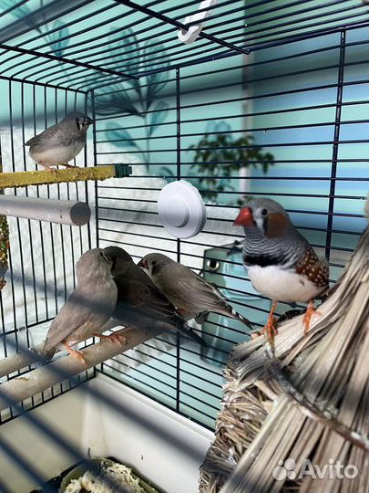 Зебровые амадины