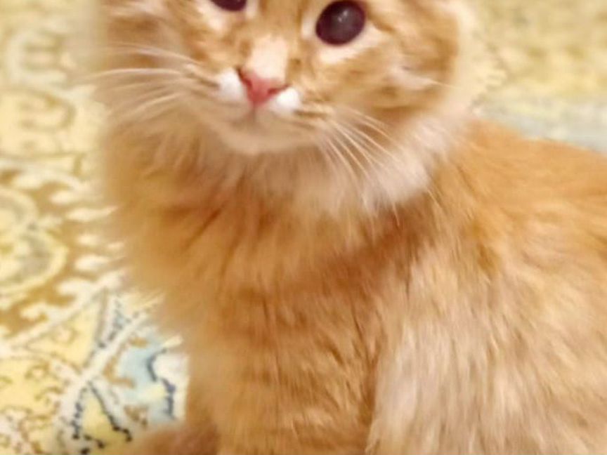Котёнок 3 мес