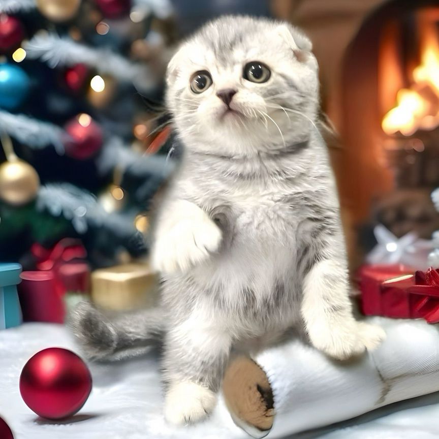 Котята вислоухие и прямоухие шотландские