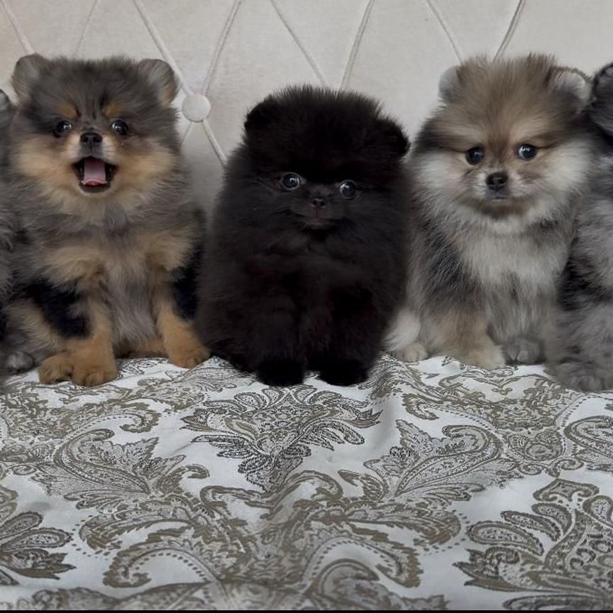 Померанский шпиц