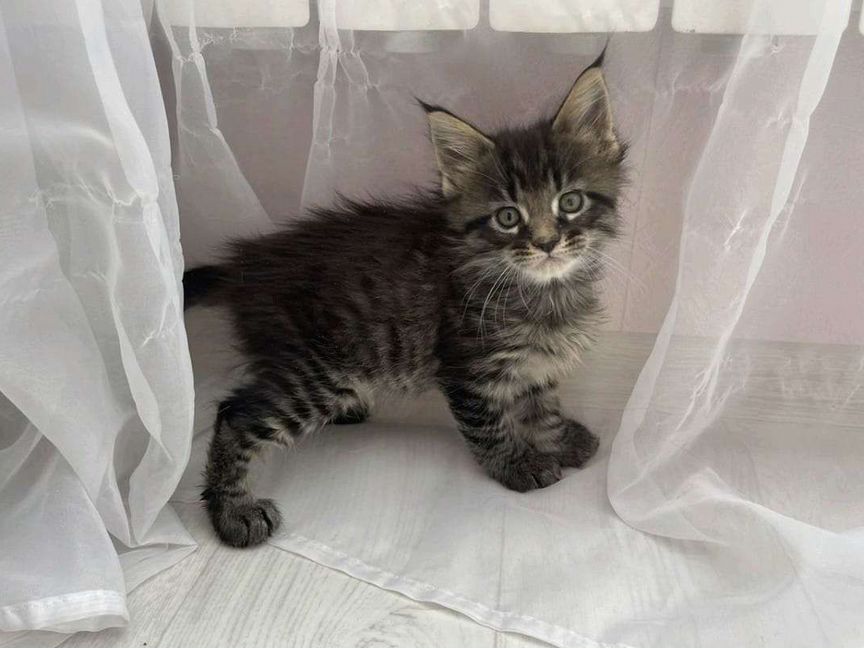 Парни и девчата рысята в твой дом