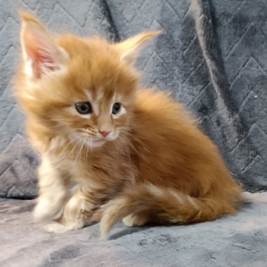 Котята мэйн кун