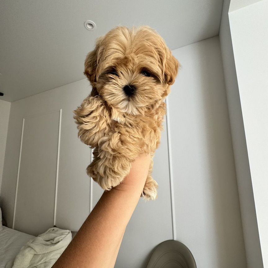 Мальтипу f1 мини