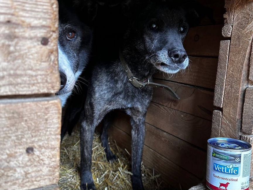 Собака- невидимка