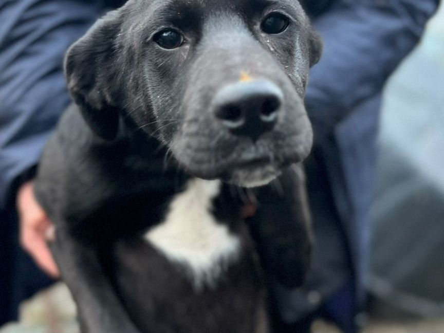 Собака в добрые руки Нил