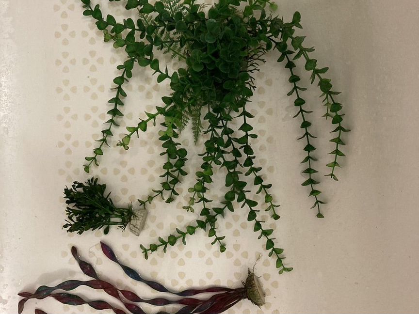 Акваримные растения