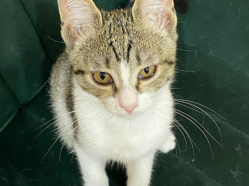 Кошка девочка 3мес