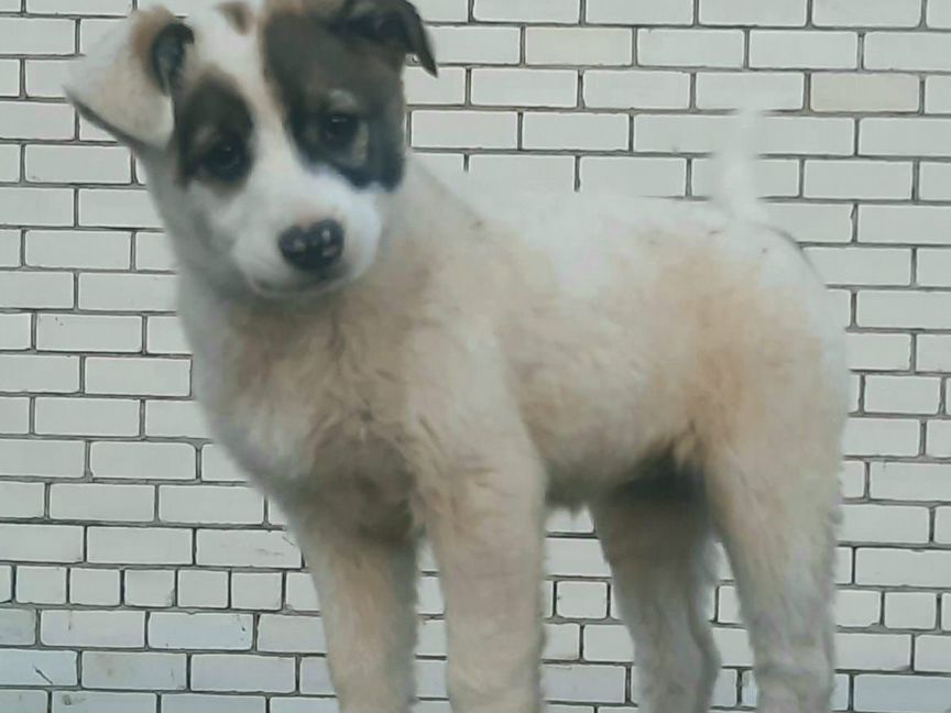 Щеночки в добрые руки отдам бесплатно