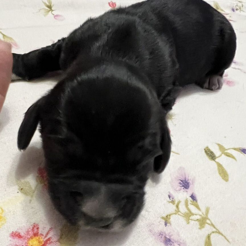 Русский охотничий спаниель, щенок