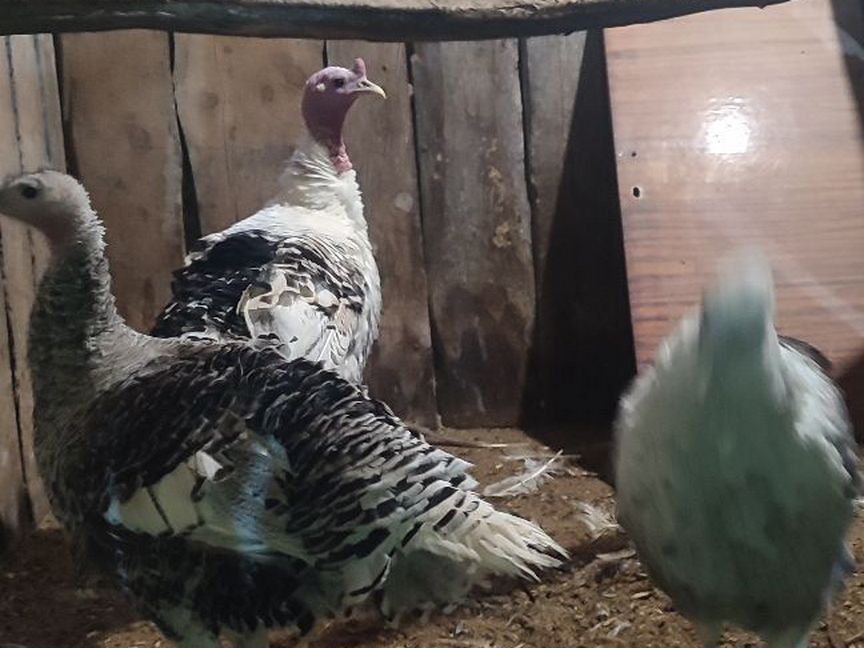 Семья индюков