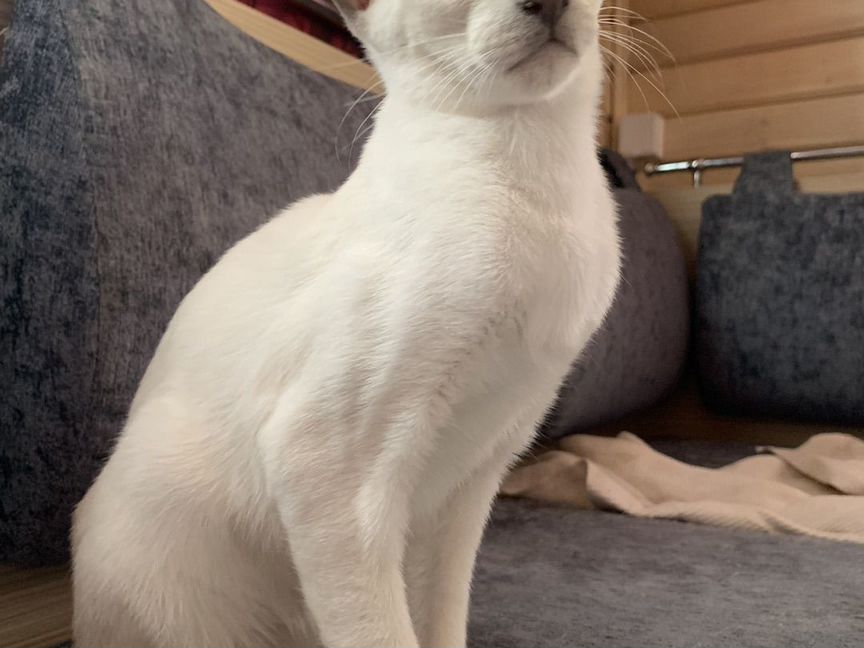 Ориентальная киса