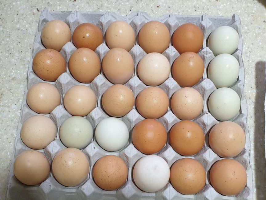 Инкубационные яйца редких пород