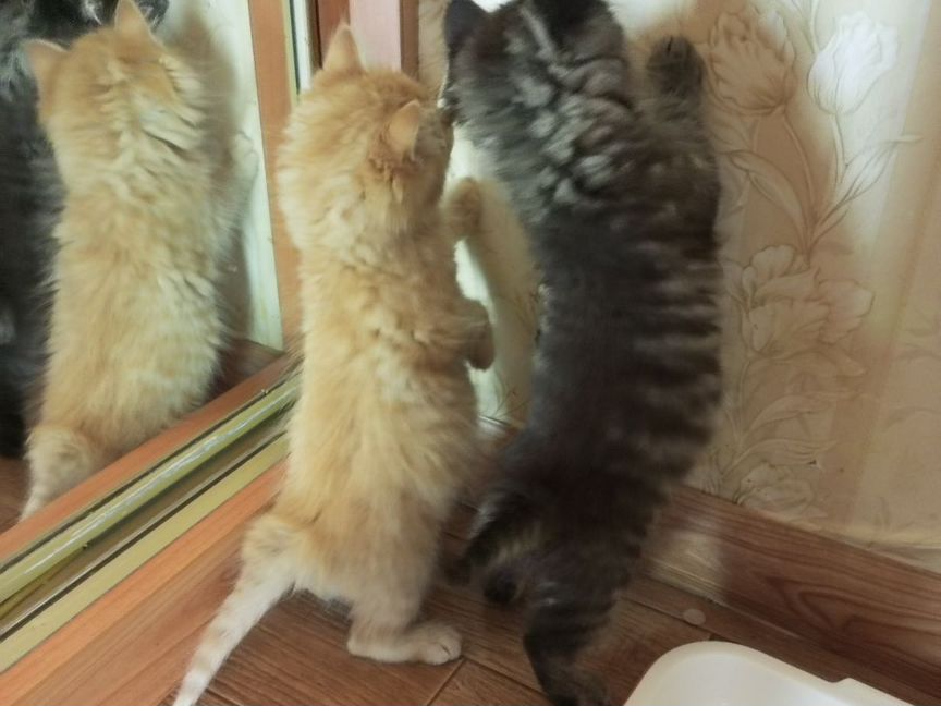 Котята мальчики