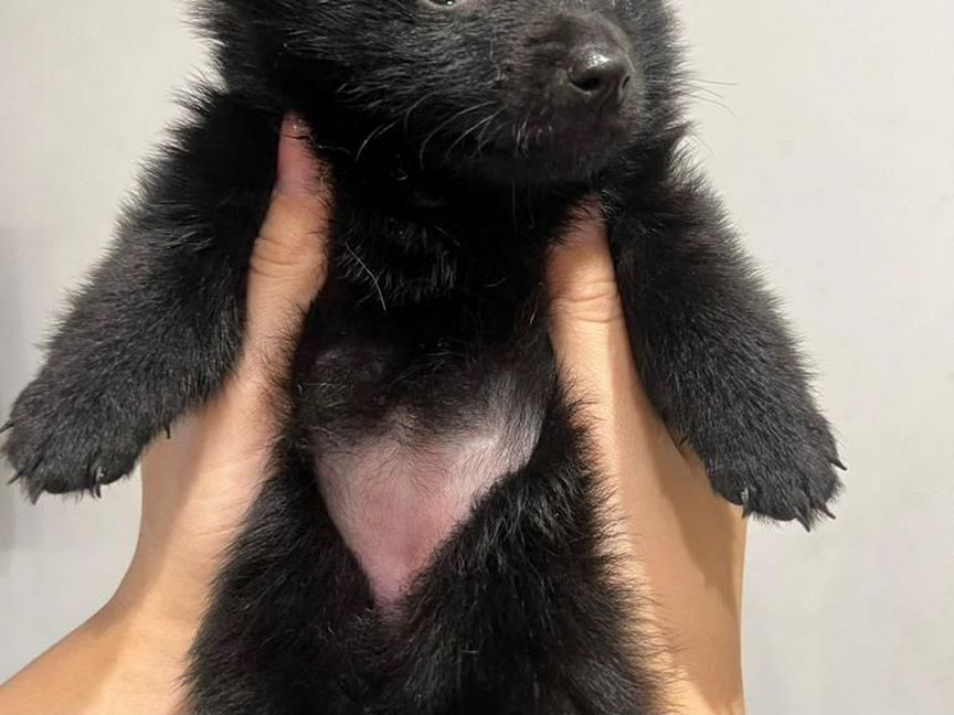 Щенки шипперке