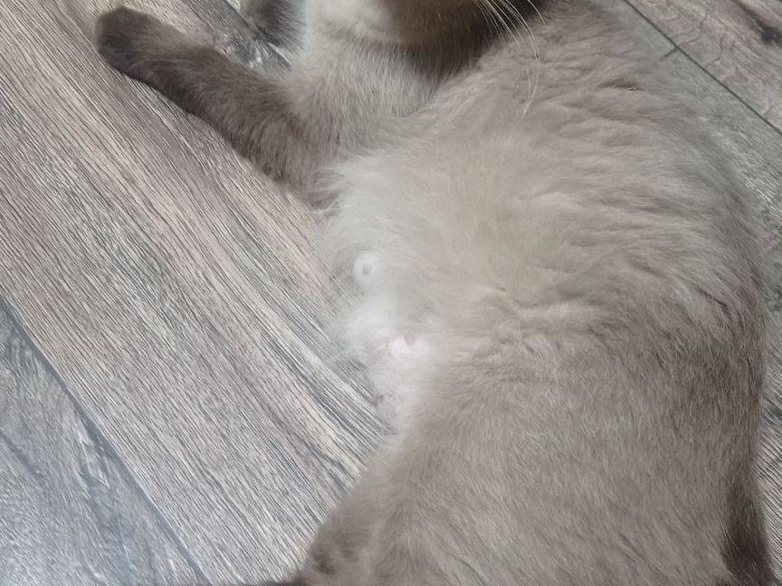 Тайские котята