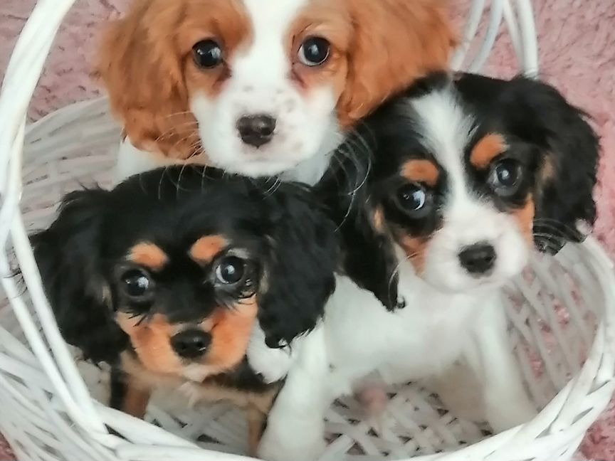 Щенки Кавалер Кинг Чарльз ищут семью