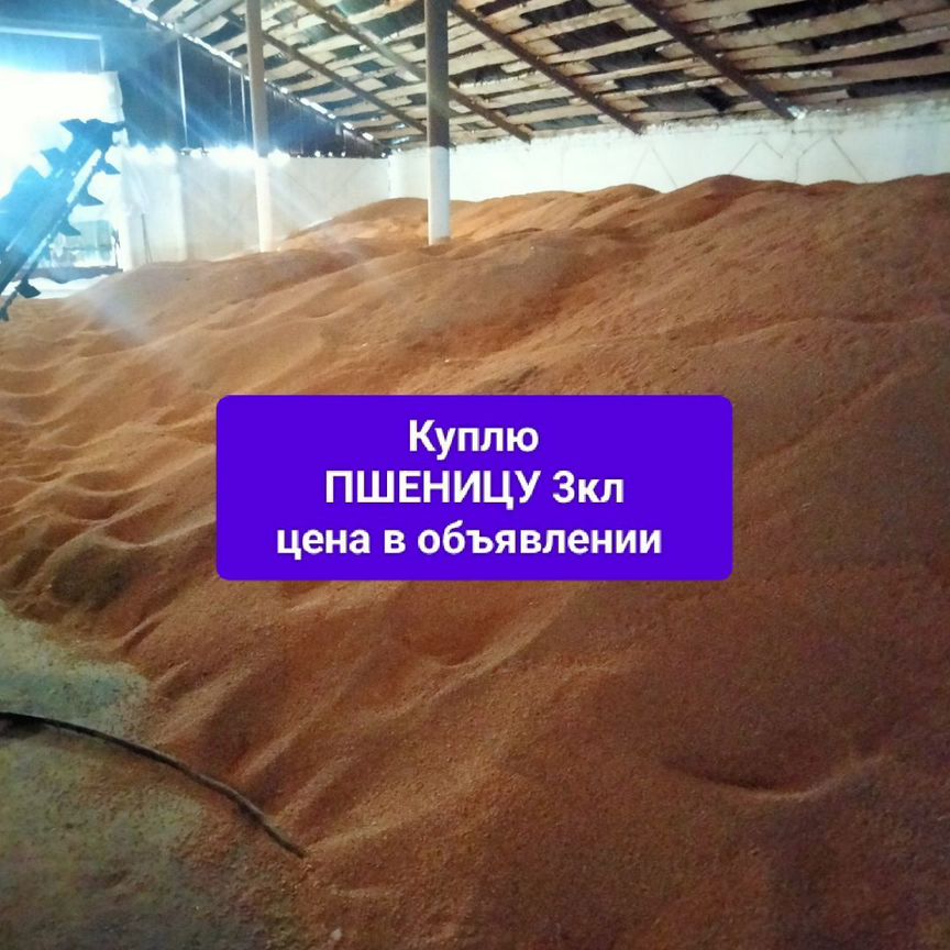 Пшеница 3кл