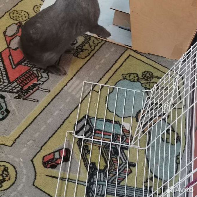 Отдам кролика