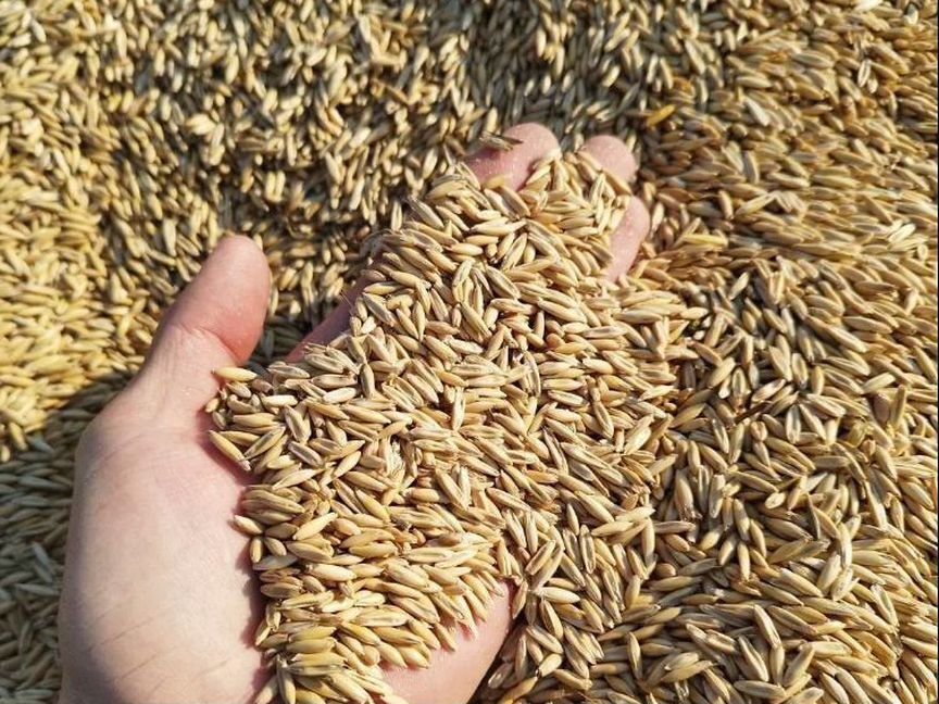 Фуражный овёс, Просо корма