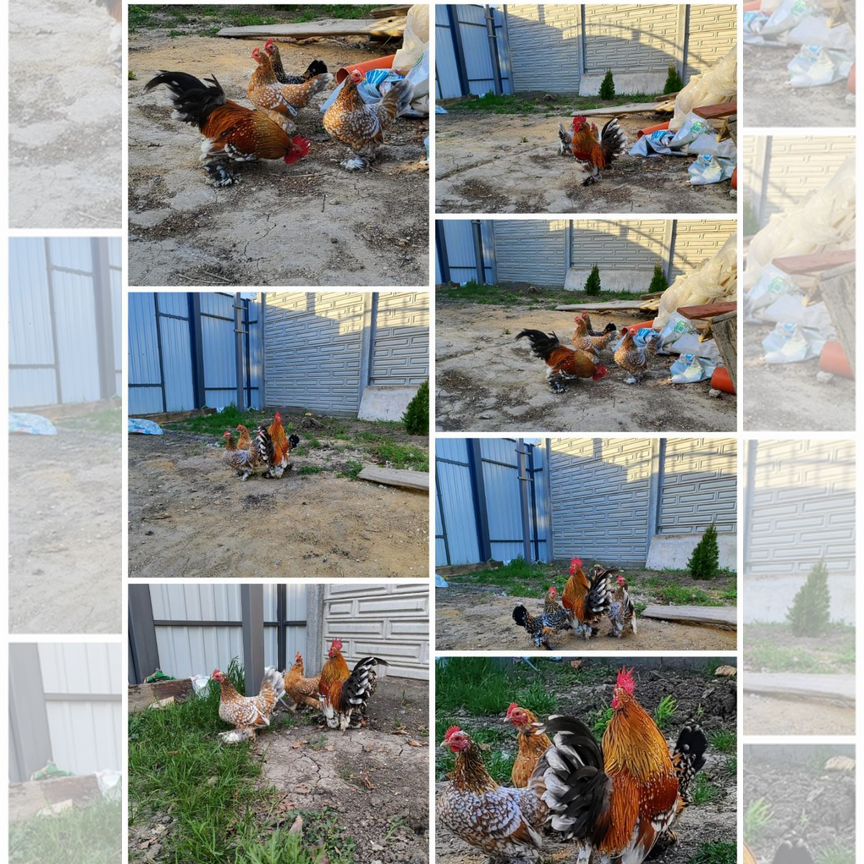 Куры мильфлер