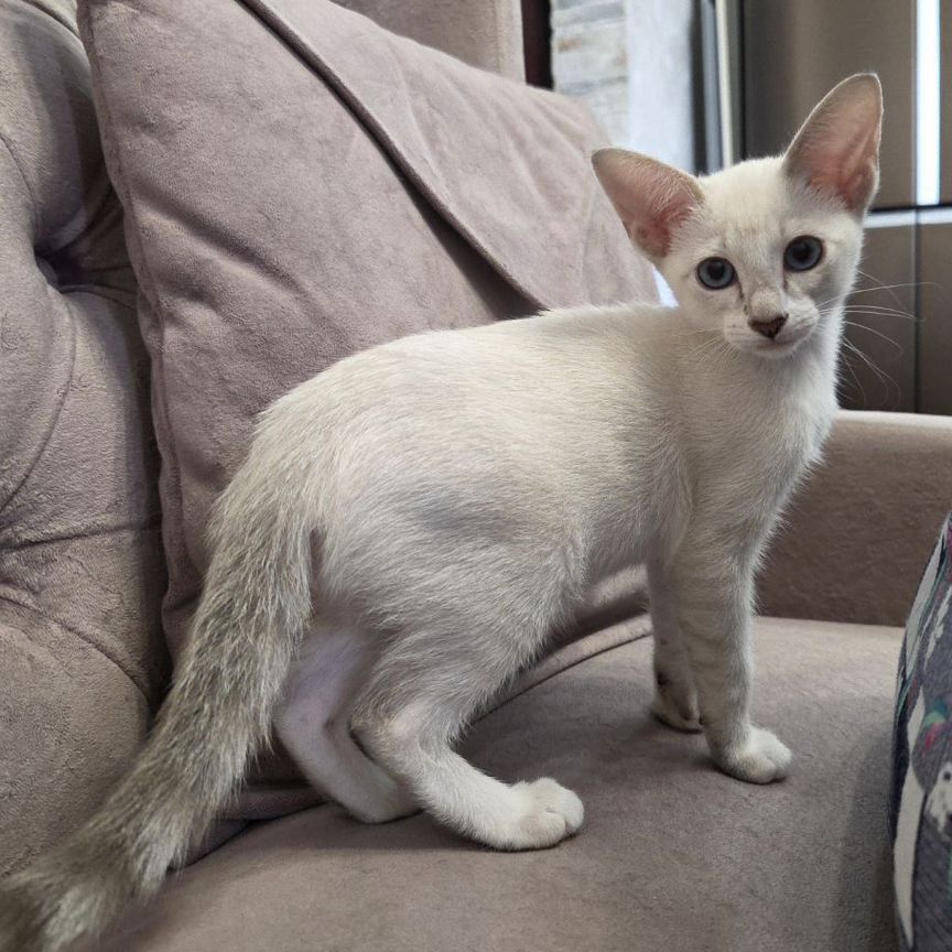 Ориентальный котёнок