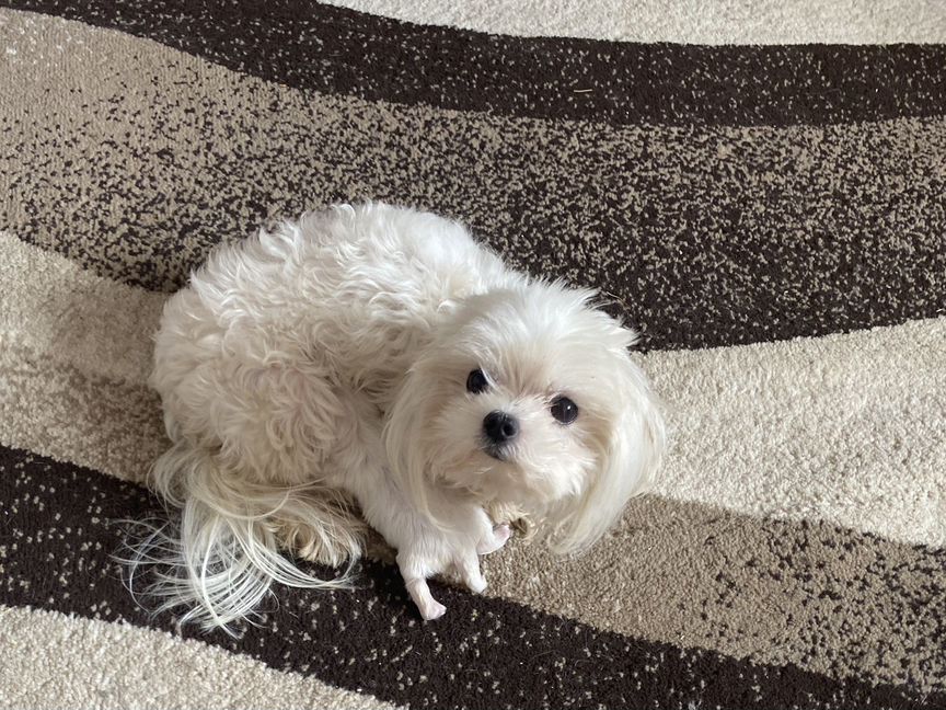 Девочка мальтипу резерв