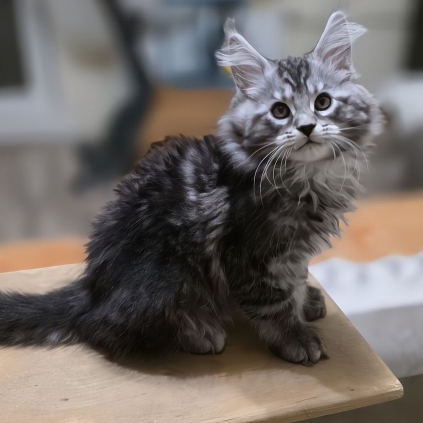 Мейн-кун котёнок