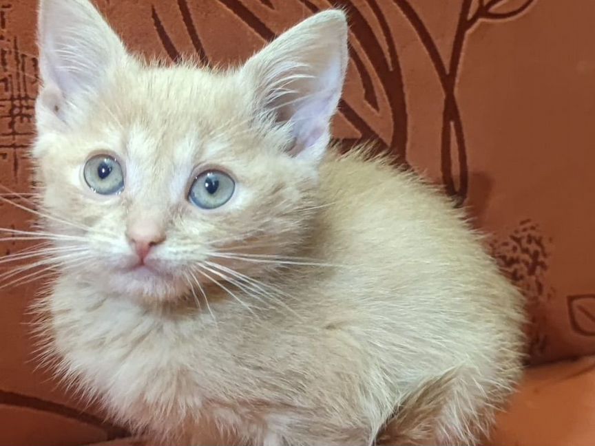 Котенок 1,5 месяца