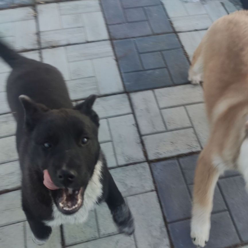 Щенок в добрые руки