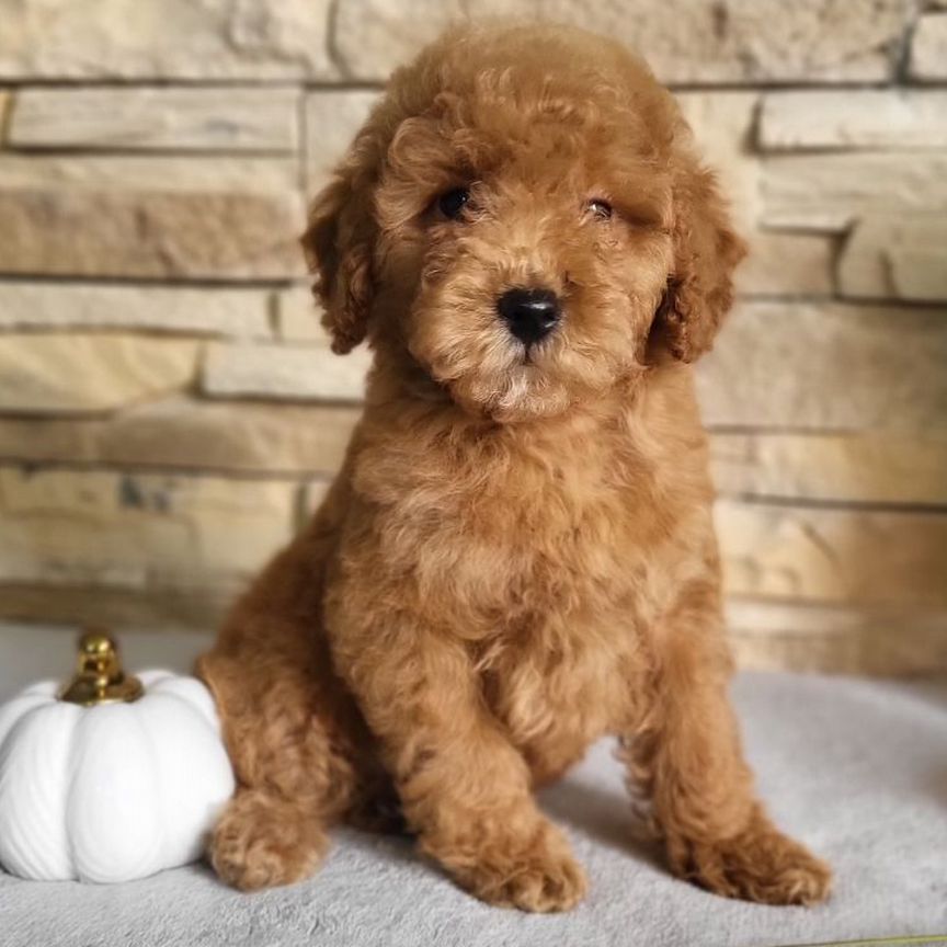 Щенки той пуделя красного окраса